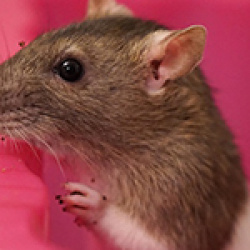 Rat Control | Trapping, Repair, Prevention | Richmond