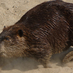 Beaver Control | Removal, Repair, Proofing | Richmond
